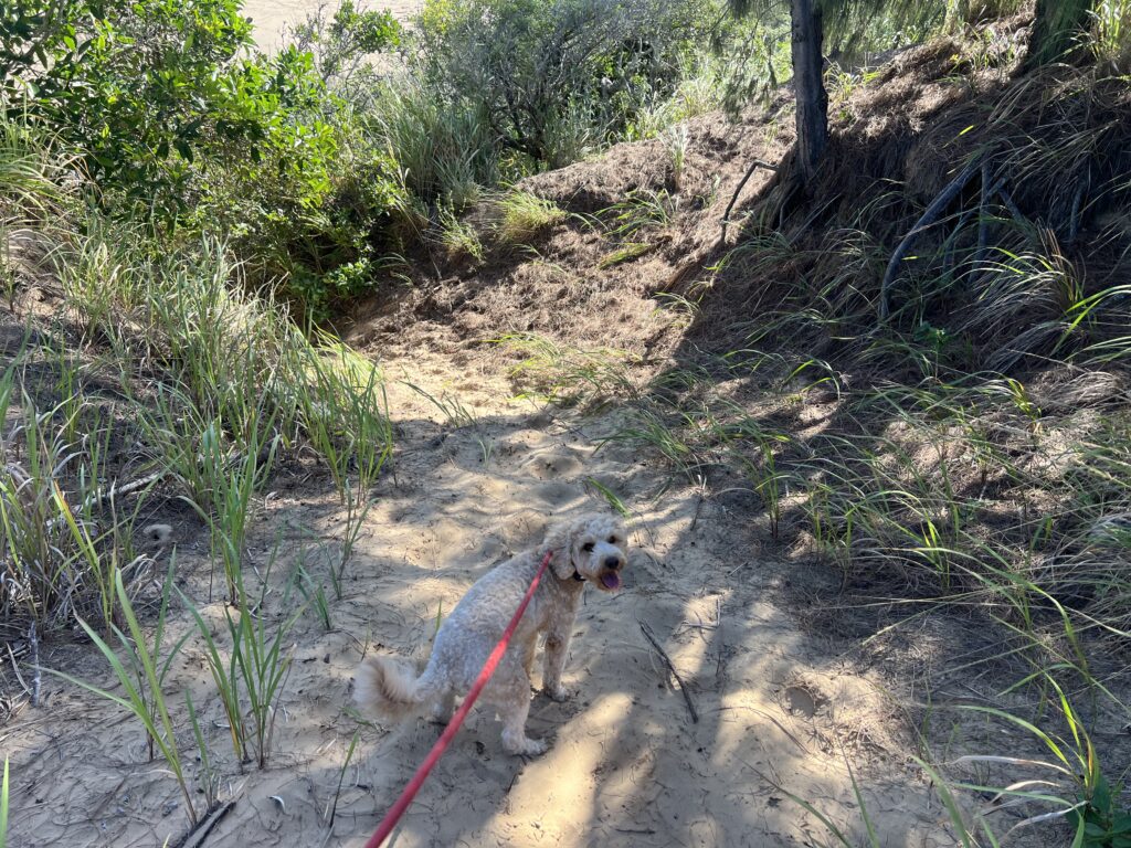 Causeway Lake and Beach, Yeppoon - Ruff Ruff Reviews