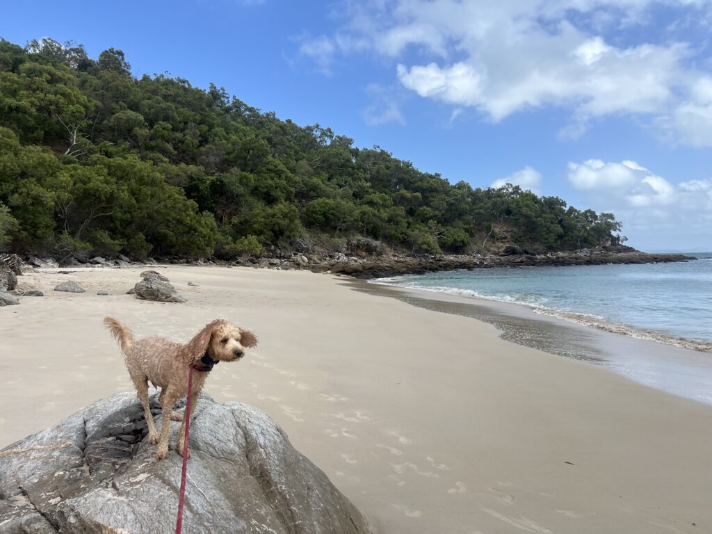 Dog-Friendly Great Keppel Island: A Pawesome Day Trip