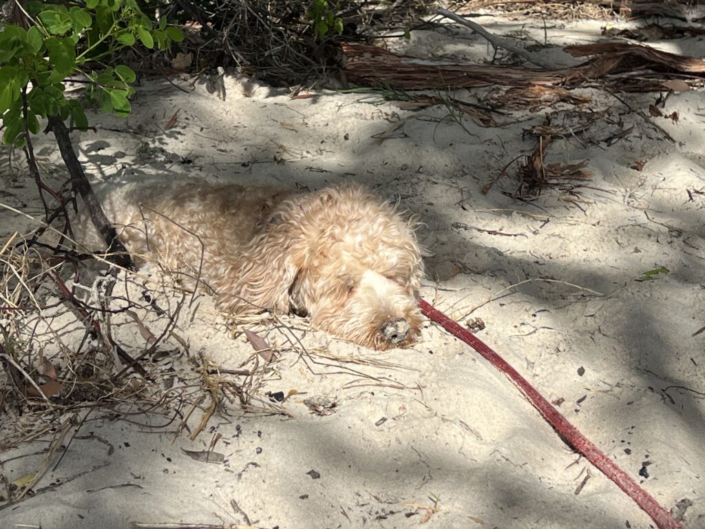 Dog-Friendly Great Keppel Island: A Pawesome Day Trip