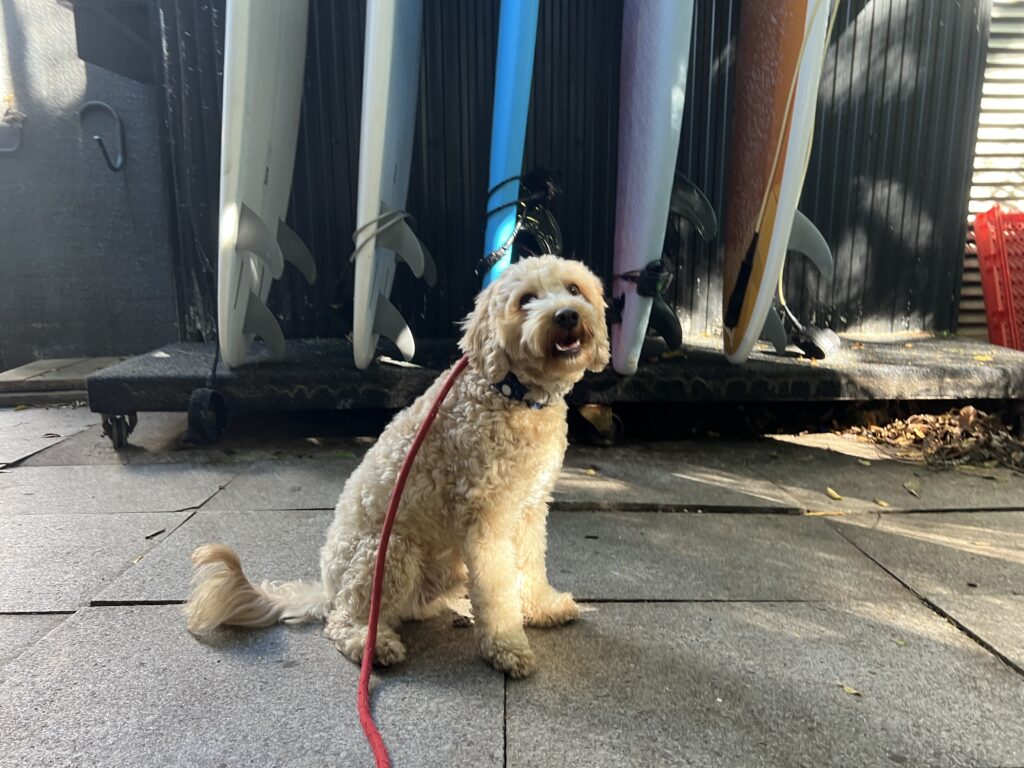 Tanglewood Cafe, Noosa Heads - Ruff Ruff Reviews