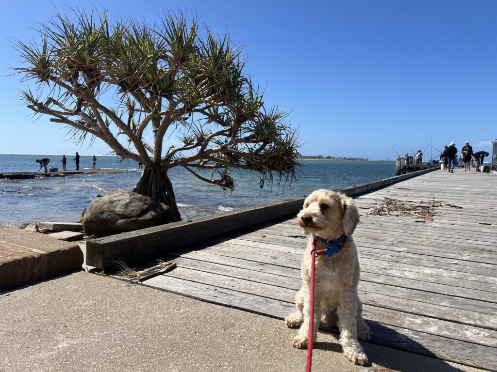 Military Jetty, Golden Beach - Ruff Ruff Reviews