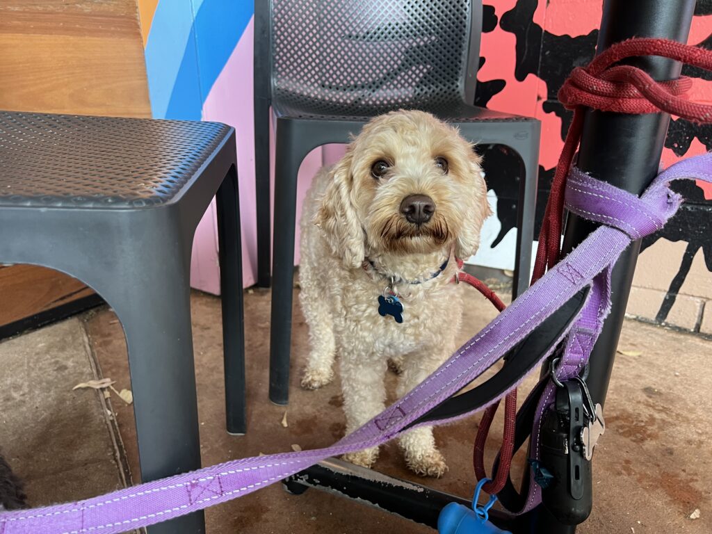 The Real Grocer, Golden Beach - Ruff Ruff Reviews